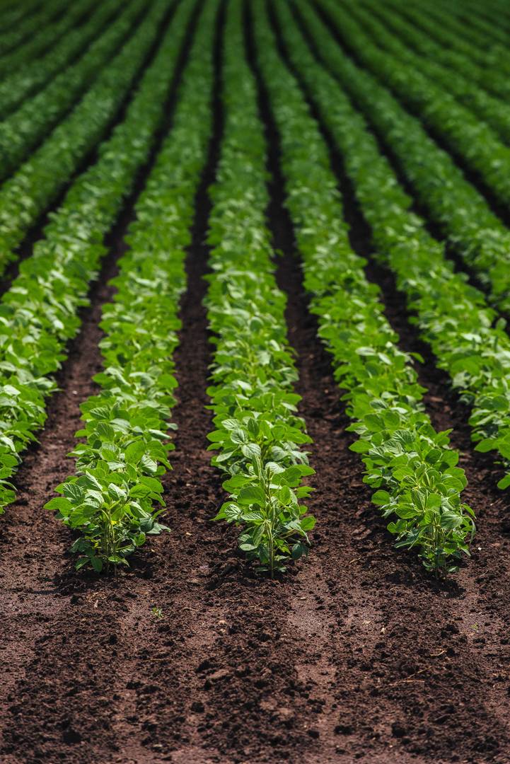 Estudos BPL para sementes e plantas OGM